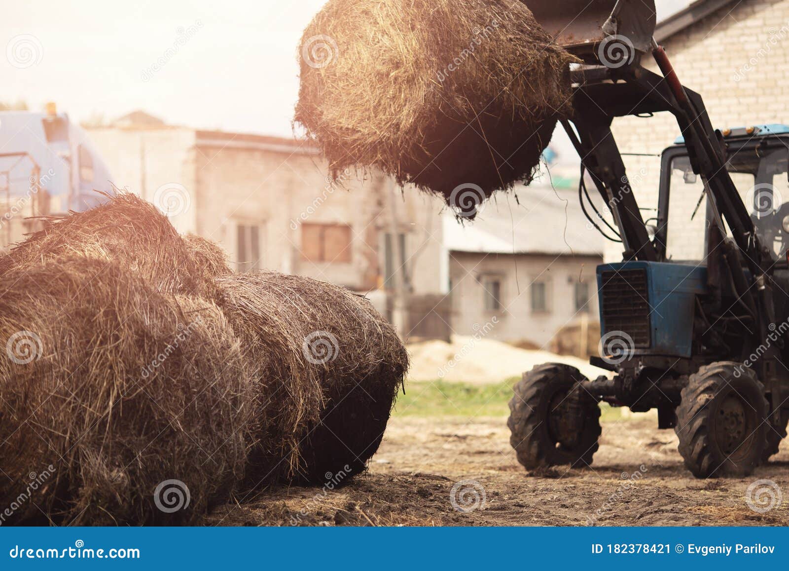 Tractor Loader Unloading Machine With Hay To Feed Cows And Horses On ...