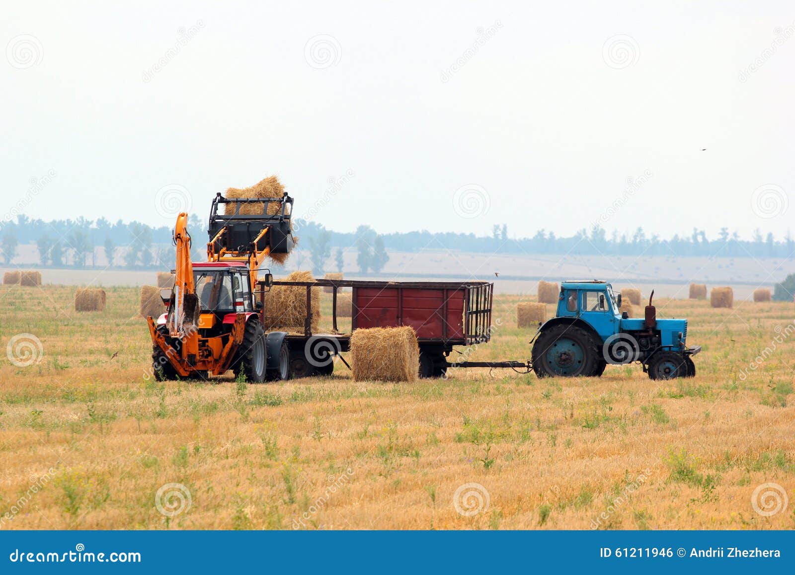 Tractor Loads Bays of Hay on the Harvested Field Stock Photo - Image of ...