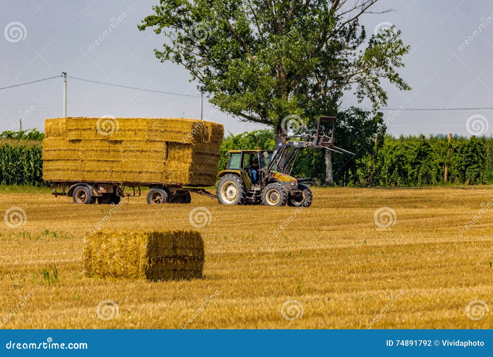 Tractor Loads Hay Bales on Trailer Stock Photo - Image of crop, straw ...