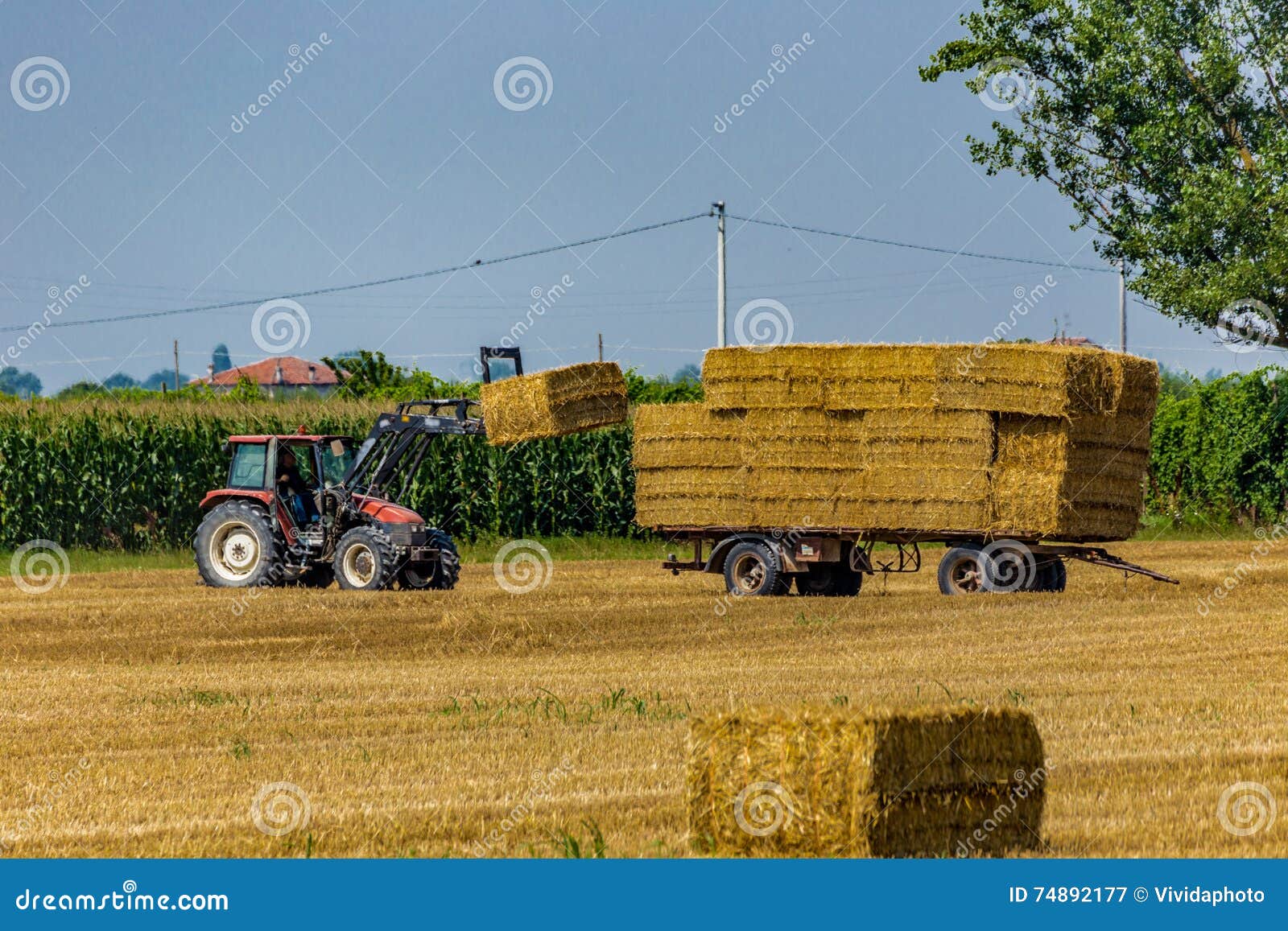 Tractor Loads Hay Bales on Trailer Stock Image - Image of bales ...