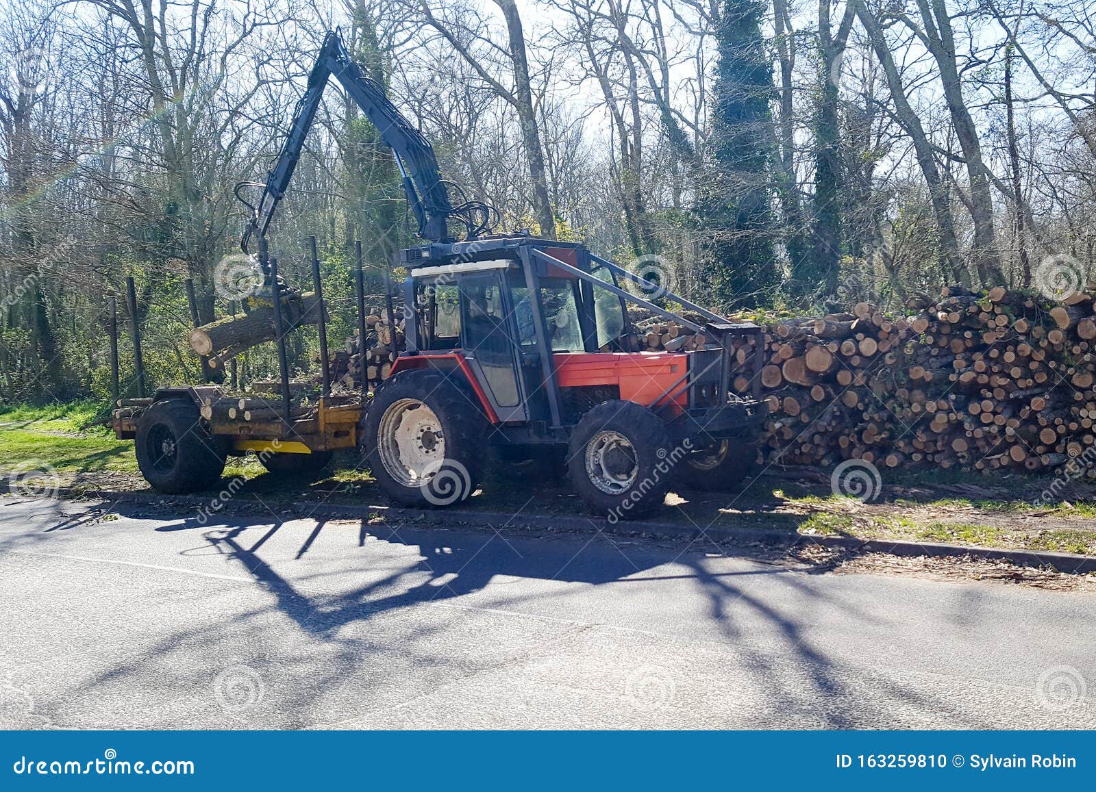Tractor Loads a Wooden Trailer Lifting Crane Loading Cut Wooden Logs ...