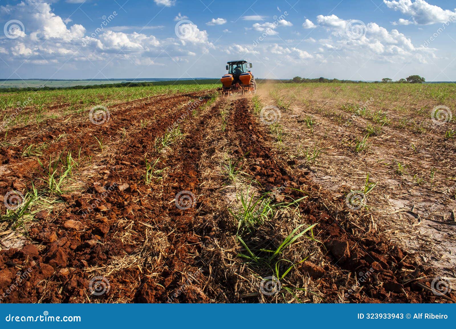 Tractor Makes Fertilization and Liming in Sugar Cane Field Stock Image ...