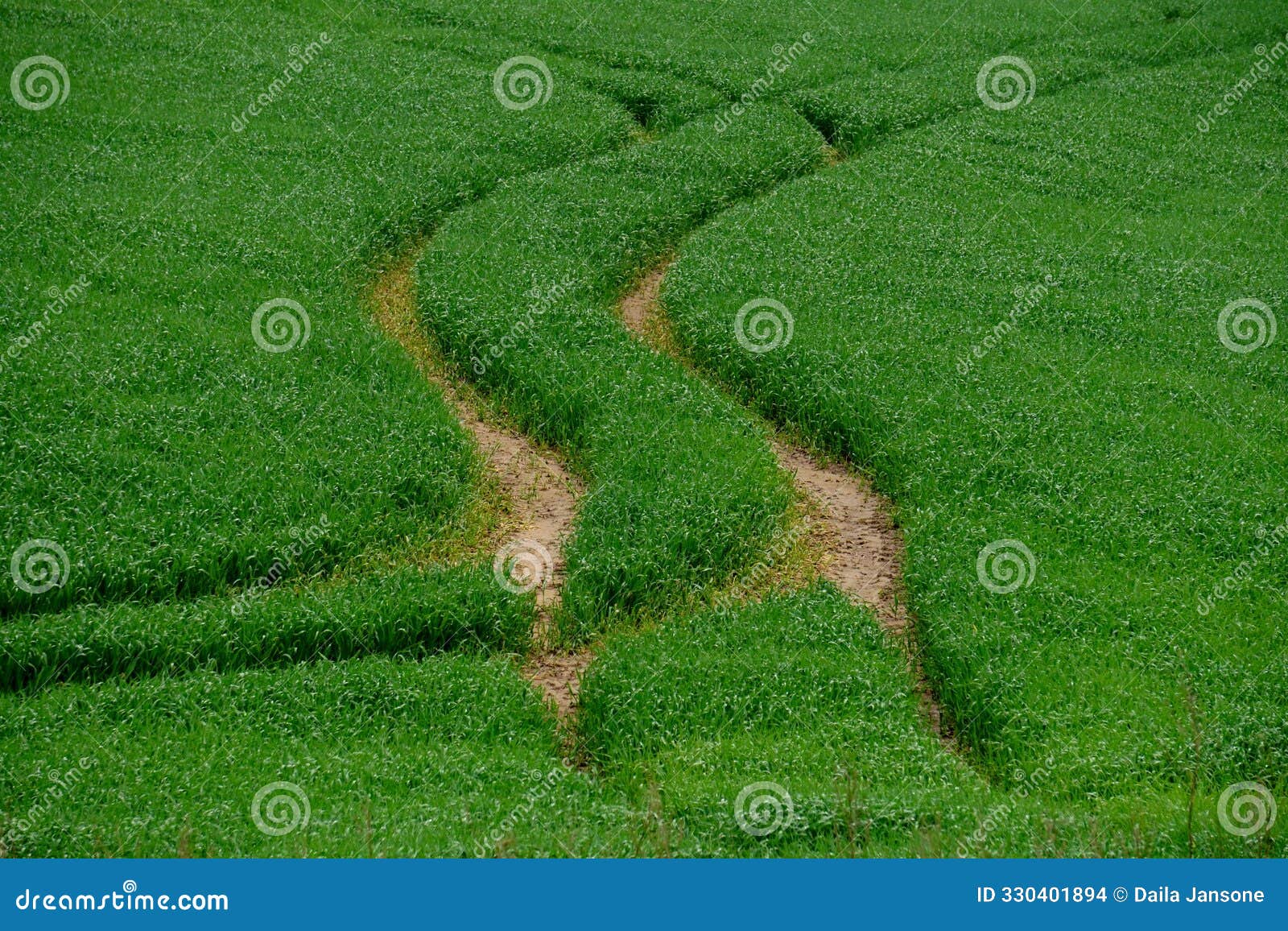 Tractor Marks in the Green Field during Summer Stock Photo - Image of ...