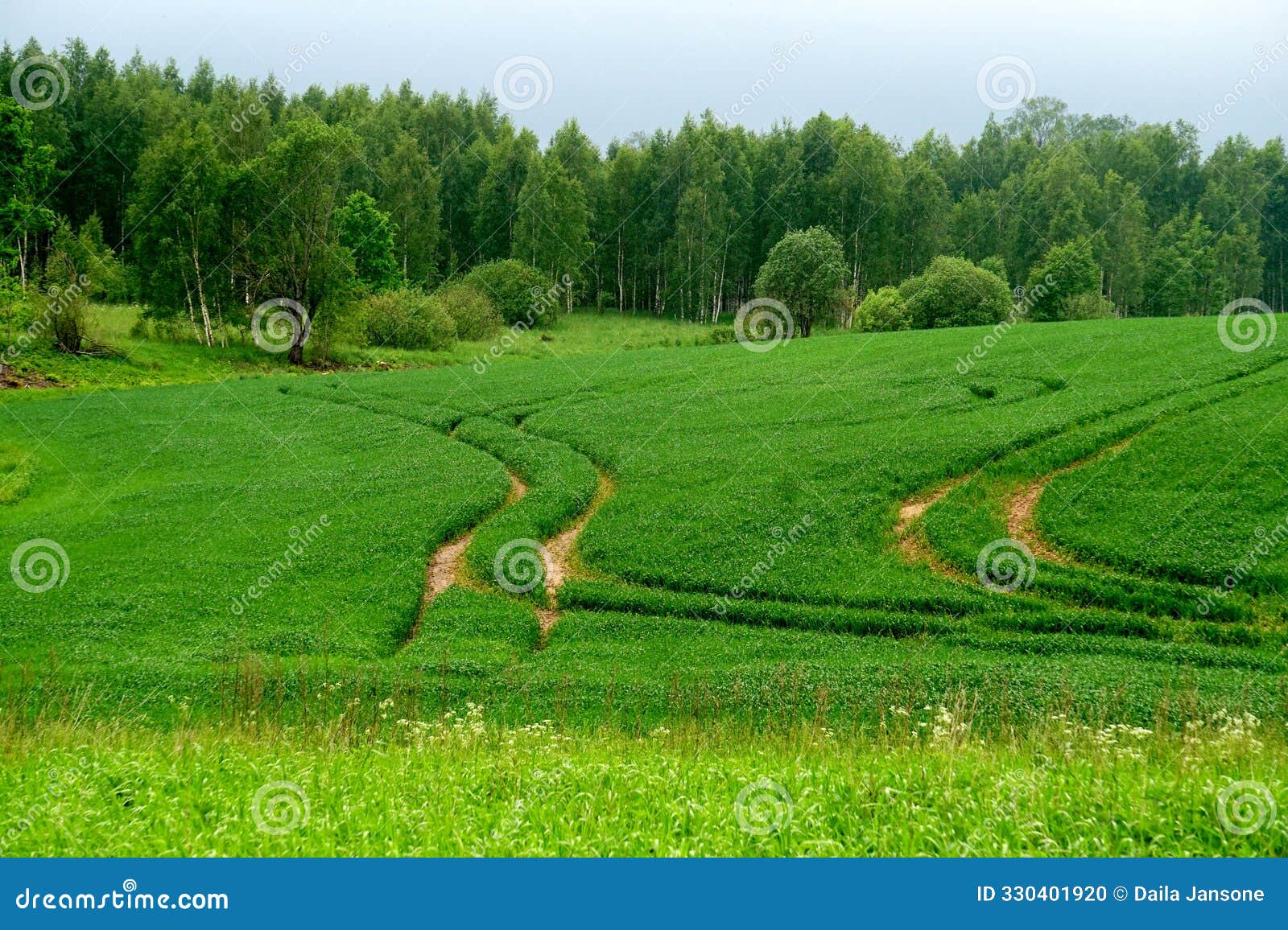 Tractor Marks in the Green Field during Summer Stock Photo - Image of ...