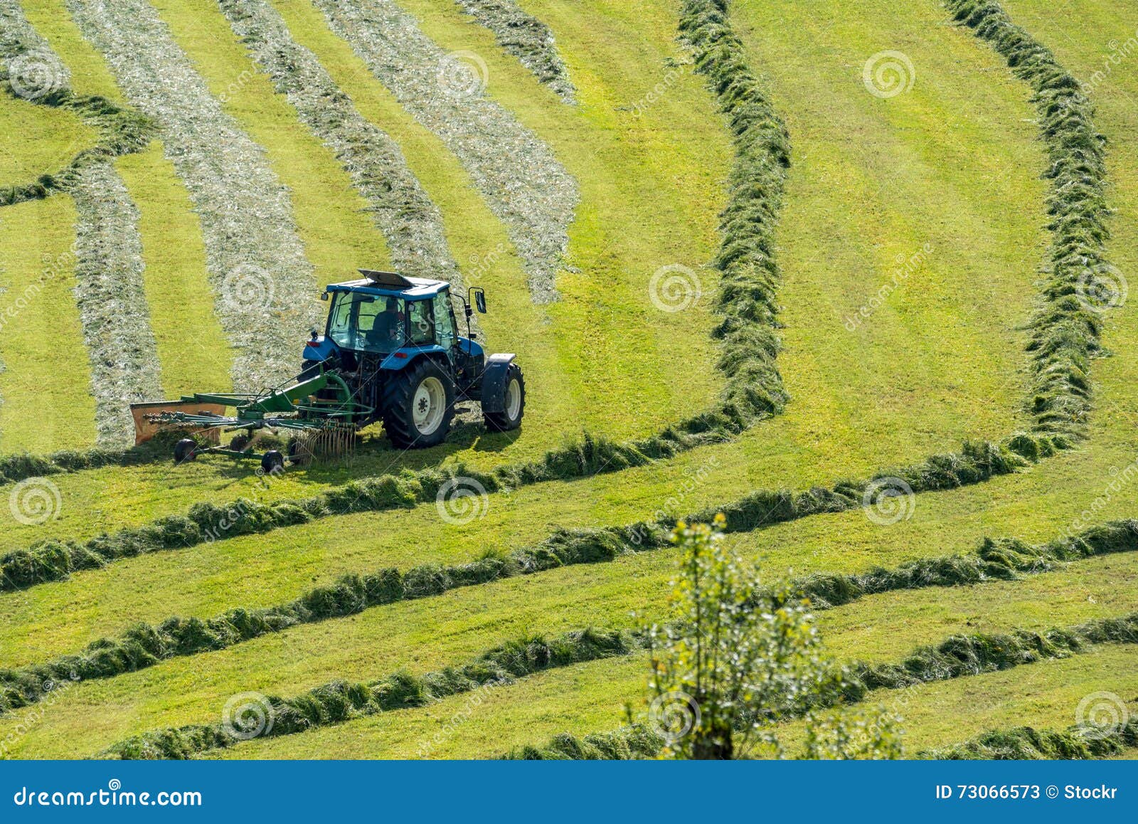 The Tractor Moving the Grass on the Field Stock Image - Image of ...