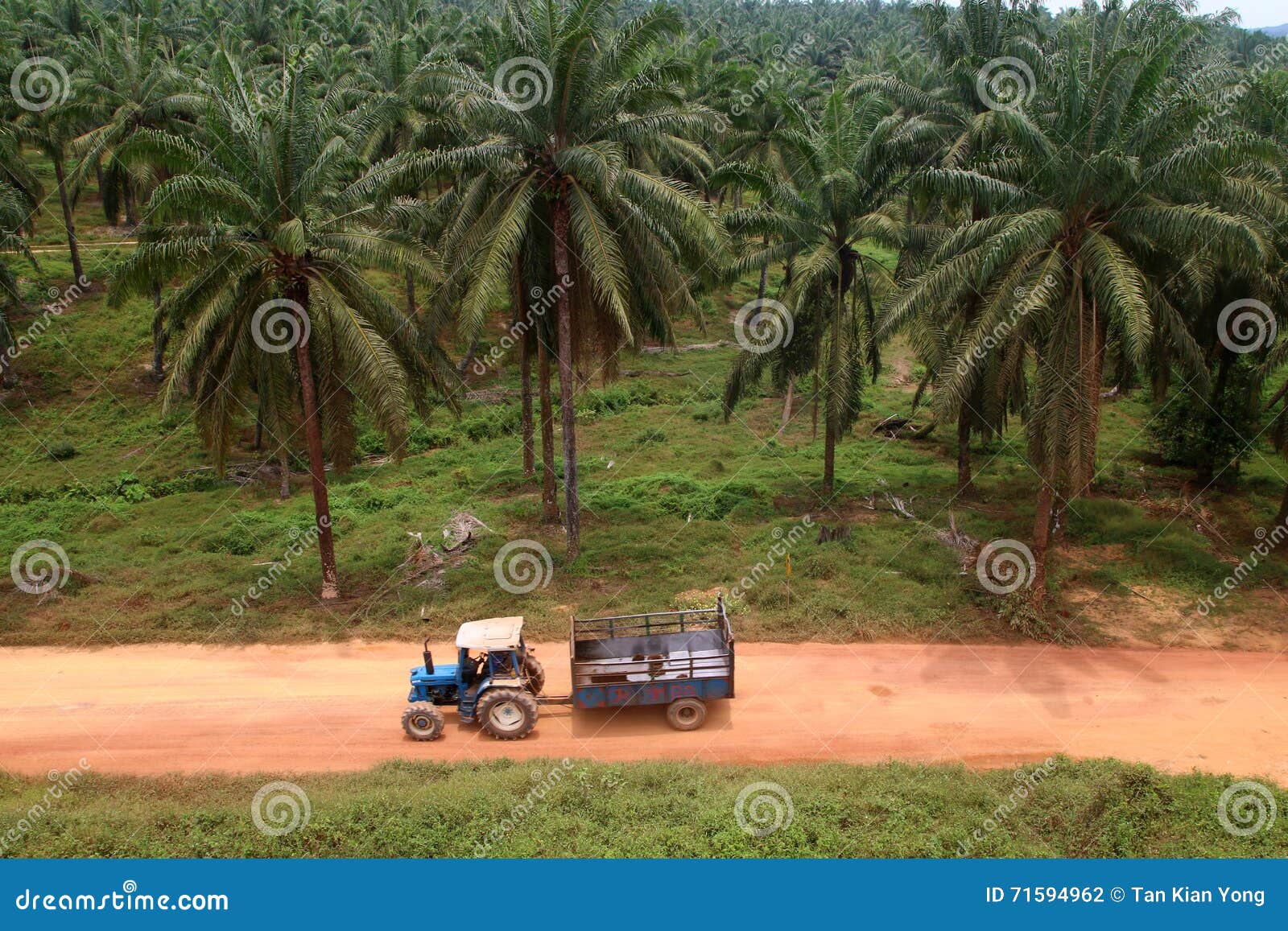 Tractor in Oil Palm Plantation - Series 5 Stock Photo - Image of fruits ...