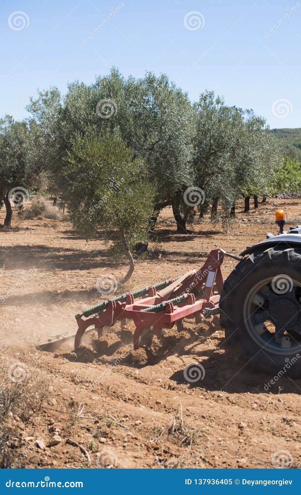 Tractor and olive trees stock image. Image of rural - 137936405