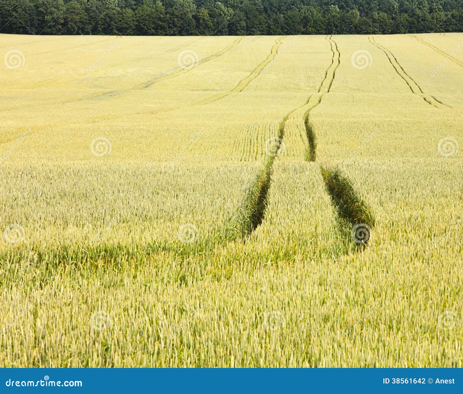 Tractor Path Over Corn Field Stock Photo - Image of cultivated, outdoor ...