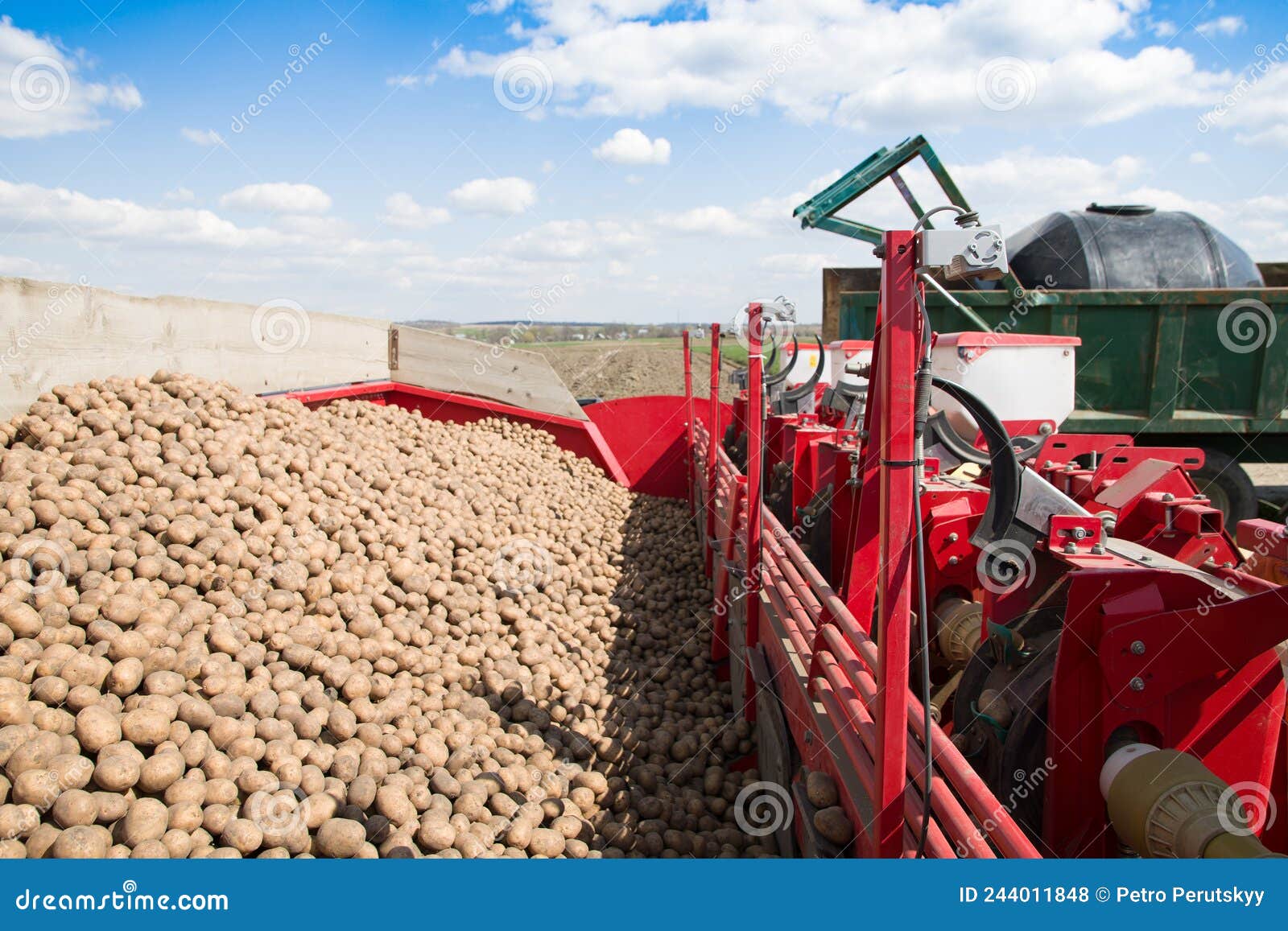 Planting a potato stock photo. Image of field, spring - 244011848