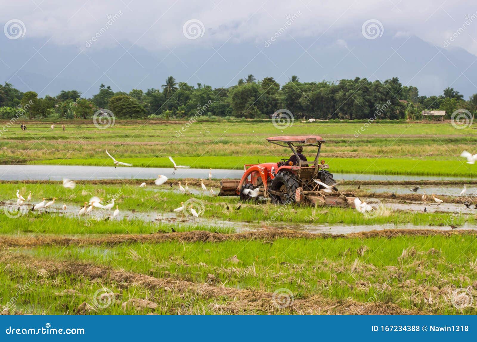 The Tractor Plow Rice Field in Thailand Stock Photo - Image of ...