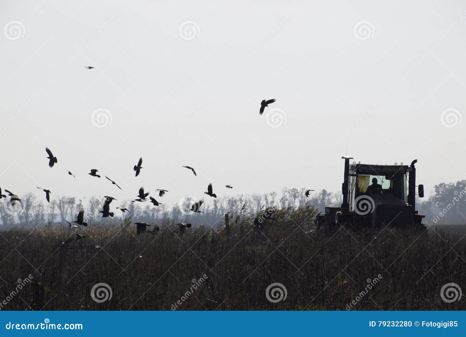 Tractor Plowing a Field and Crows Flying Around Him in Search of Food ...