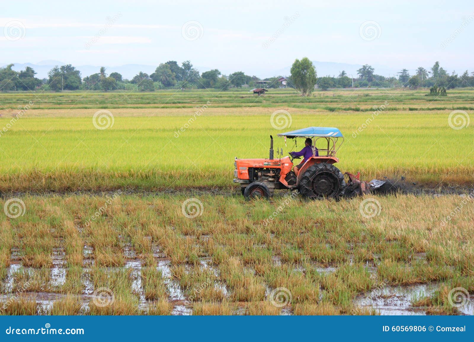Tractor Plowing a Rice Field Editorial Photo - Image of asia, grow ...