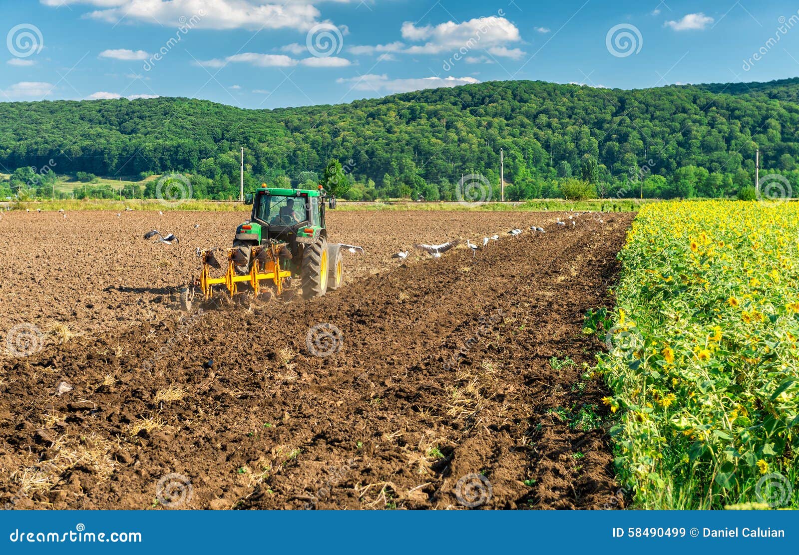 Tractor Plows a Field in the Summer Editorial Stock Image - Image of ...