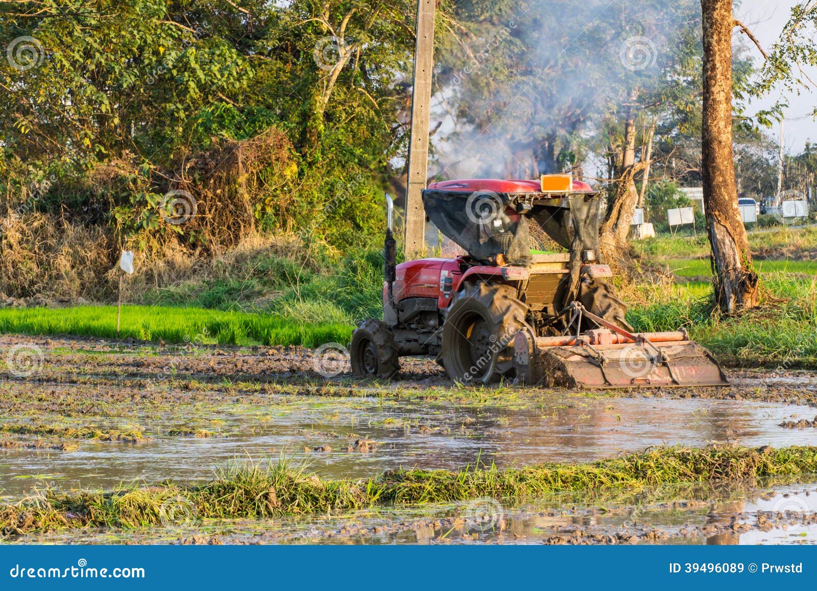 Tractor Prepares Rice Paddy, Agriculture in Thai Stock Image - Image of ...