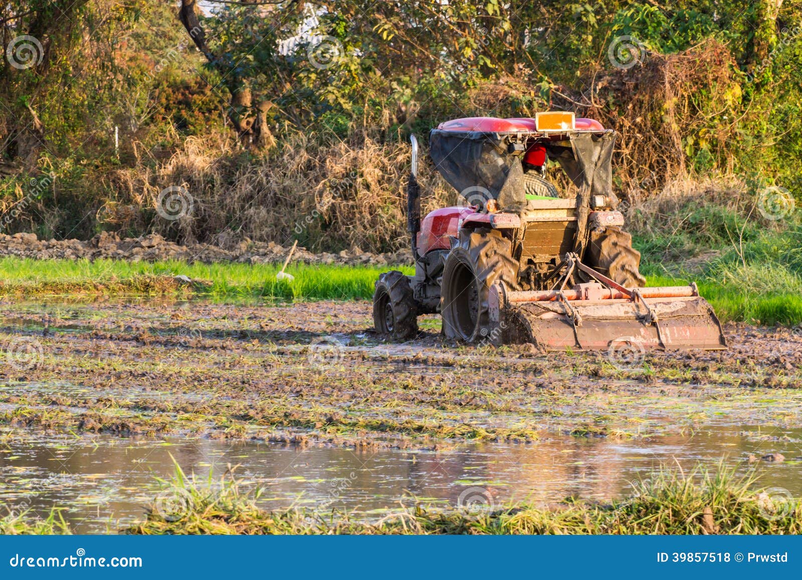 Tractor Prepares Rice Paddy, Agriculture in Thai Stock Photo - Image of ...