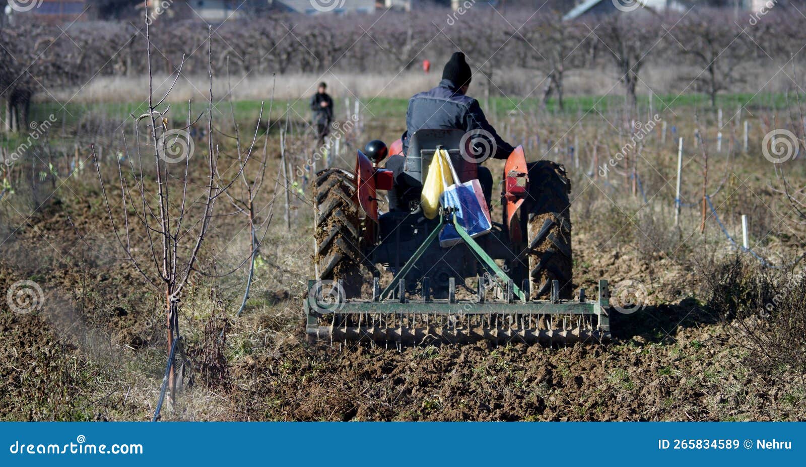 Tractor Preparing Land for Better Growth of Apple Trees in a Young ...