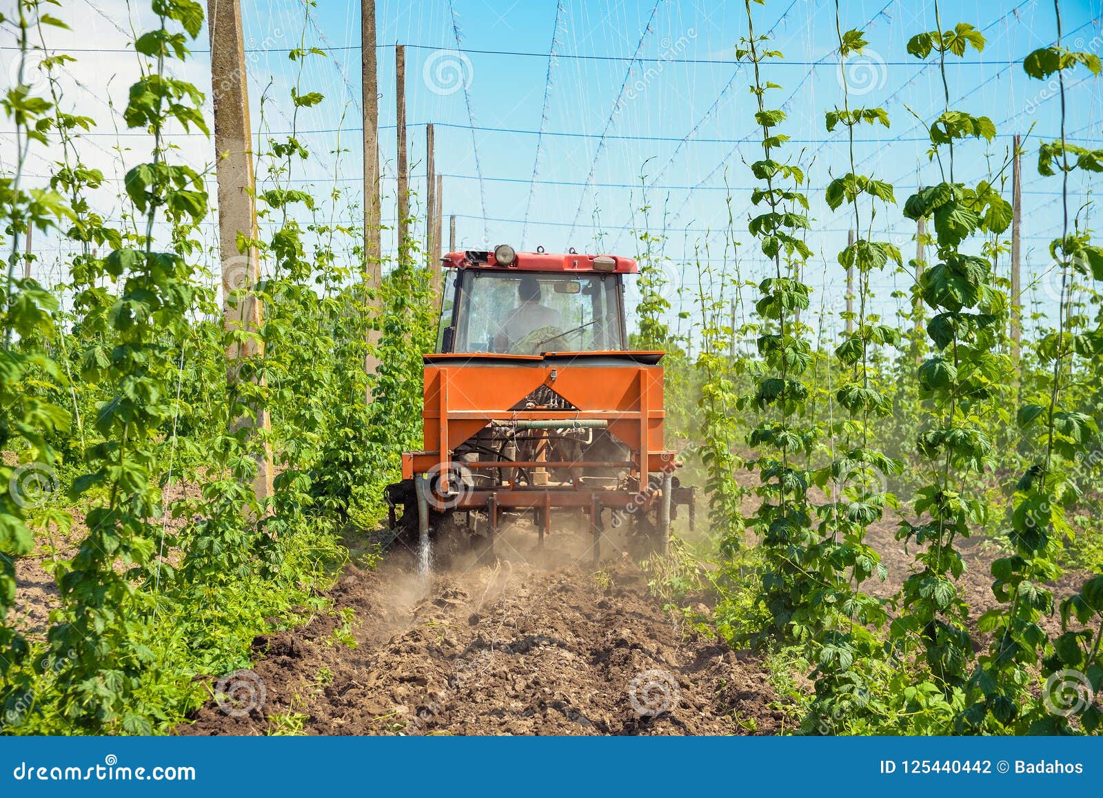 Hops field and tractor stock photo. Image of cultivation - 125440442