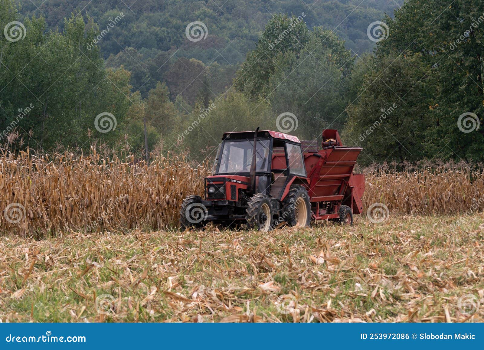 A Tractor Pulls a Corn Harvester and Picks Dry Ripe Corn in the Field ...