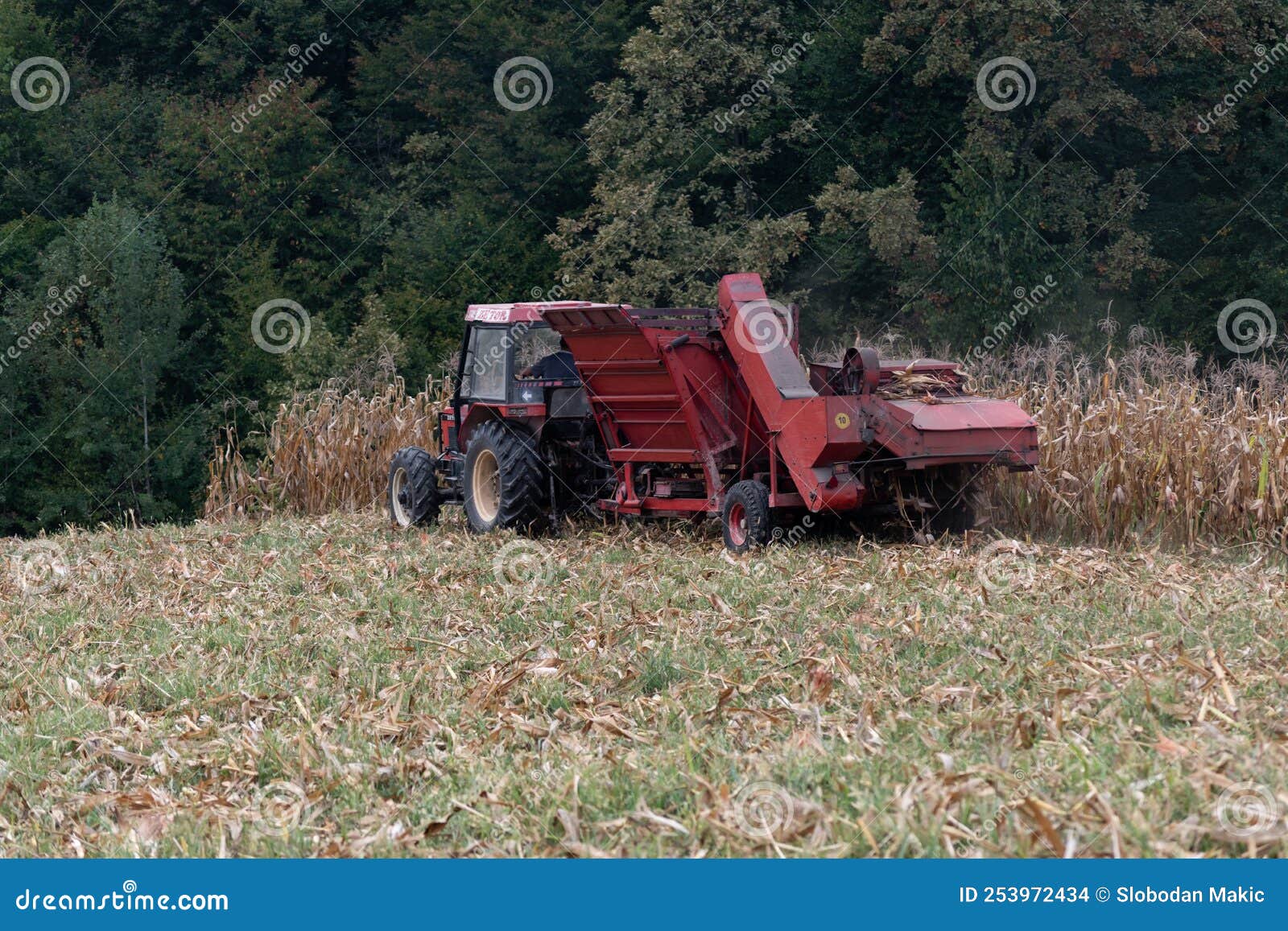 A Tractor Pulls a Corn Harvester and Picks Dry Ripe Corn in the Field ...