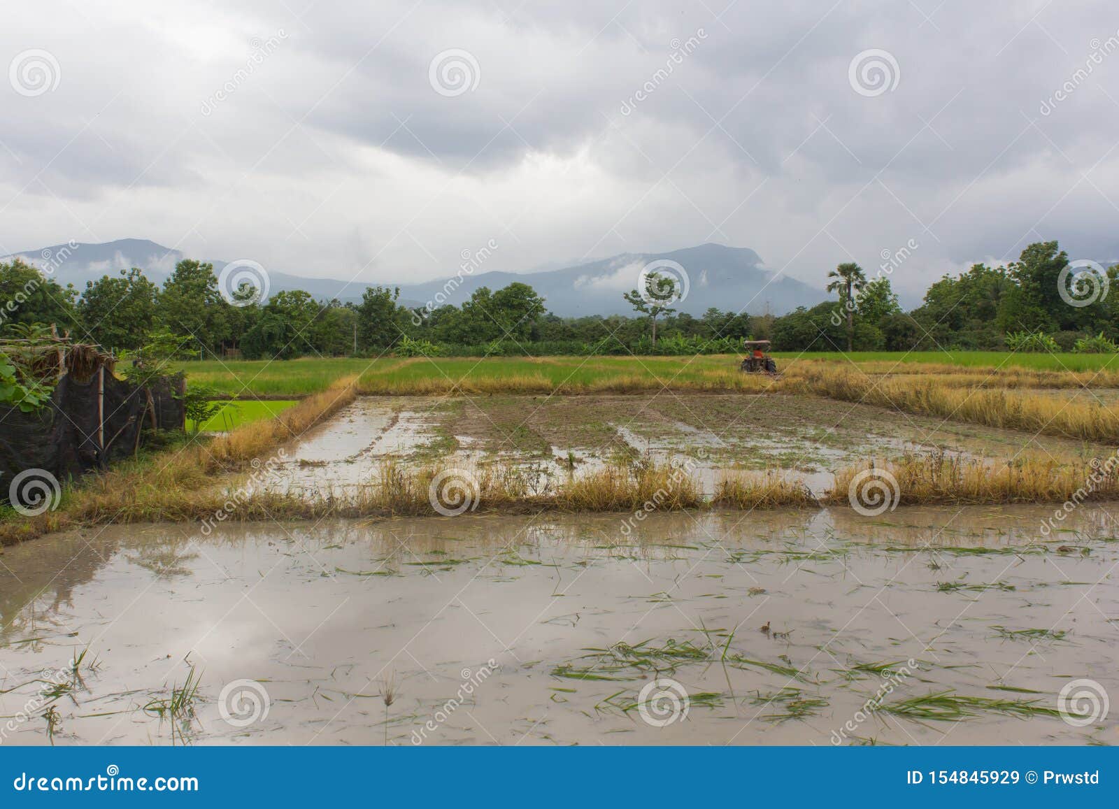 Tractor in Rice Field, Mechanism Farmer Rice Cultivation Stock Image ...