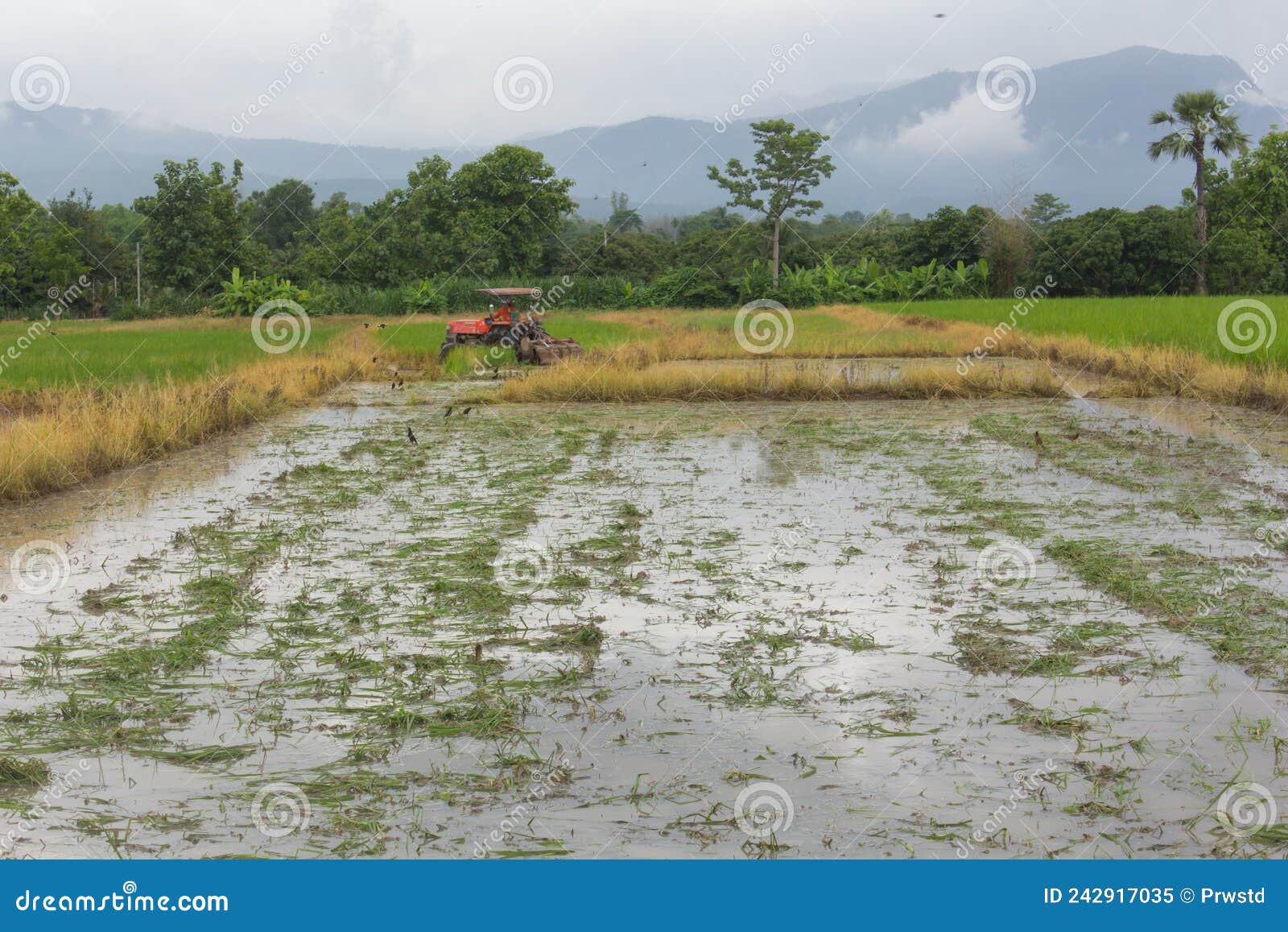 Tractor in Rice Field, Mechanism Farmer Rice Cultivation Stock Image ...