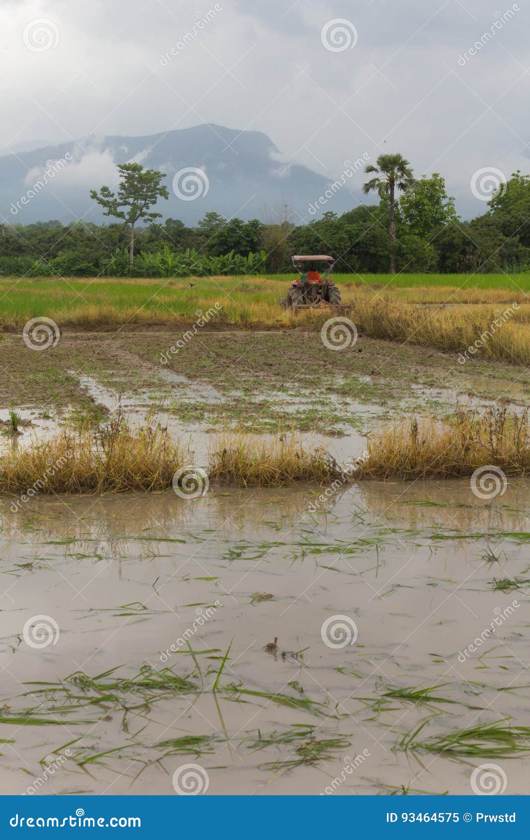 Tractor in Rice Field, Mechanism Farmer Rice Cultivation Stock Image ...
