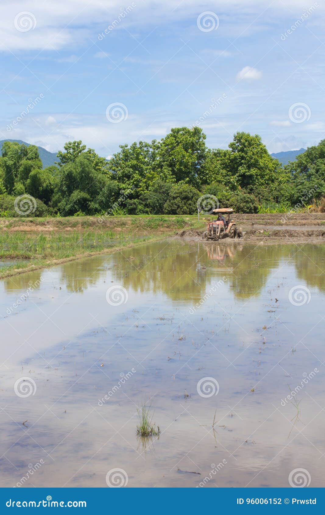 Tractor in Rice Field, Mechanism Farmer Rice Cultivation Stock Photo ...