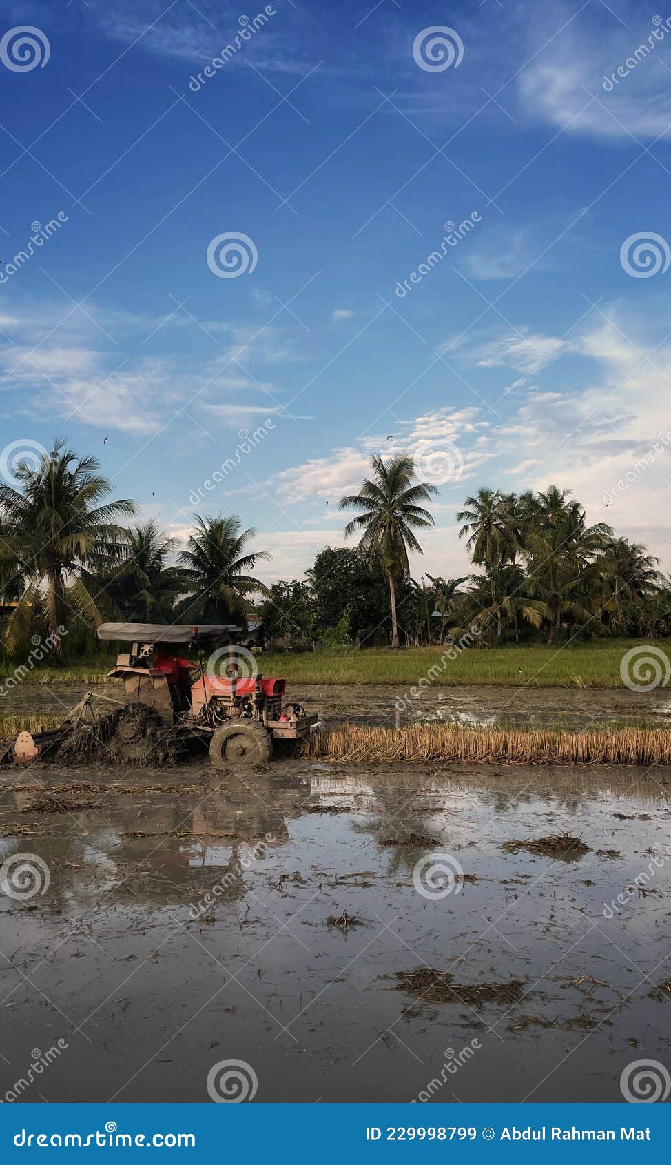 A tractor in rice field editorial stock image. Image of tree - 229998799
