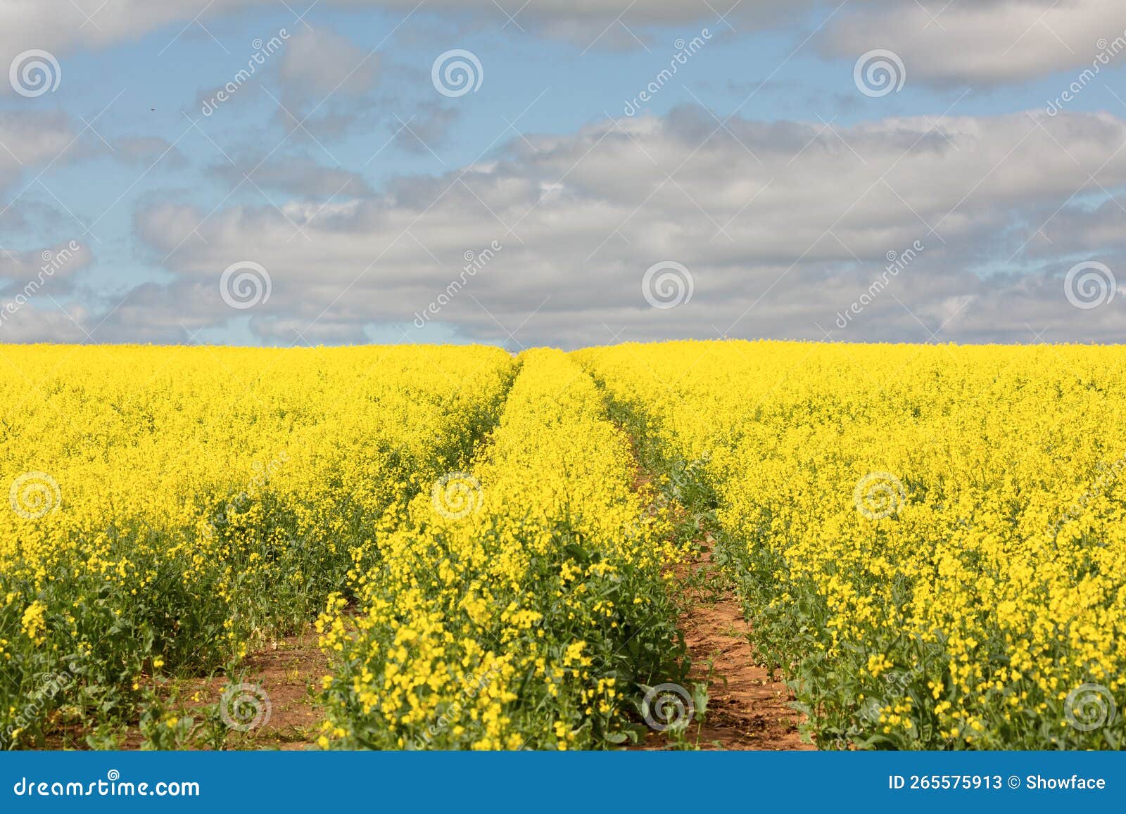 Tractor Rows through Canola Fields Stock Image - Image of flora, rural ...