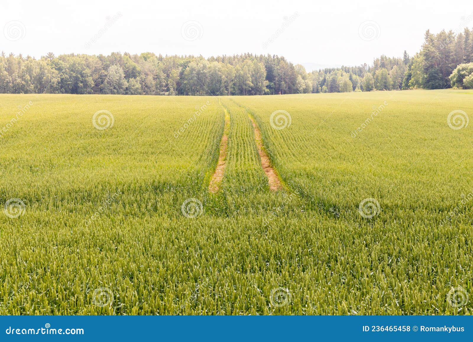 Tractor Ruts in the Grain Field Stock Photo - Image of ruts, summer ...