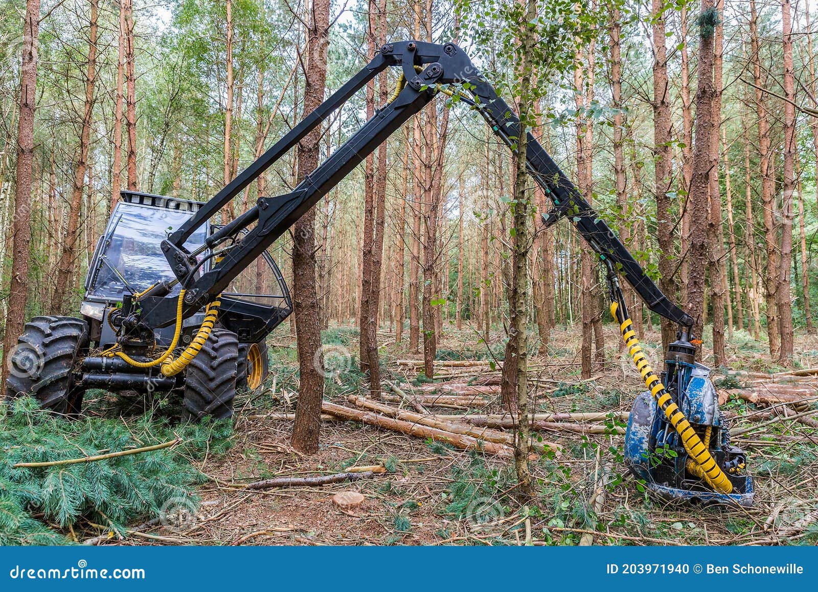 Tractor Sawing Pine Trees in Dutch Forest Stock Photo - Image of chain ...
