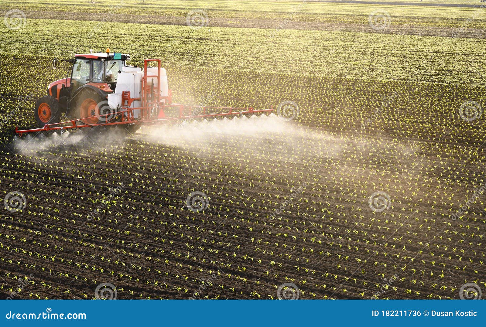 Tractor Spraying Corn Field Stock Photo - Image of material, machine ...