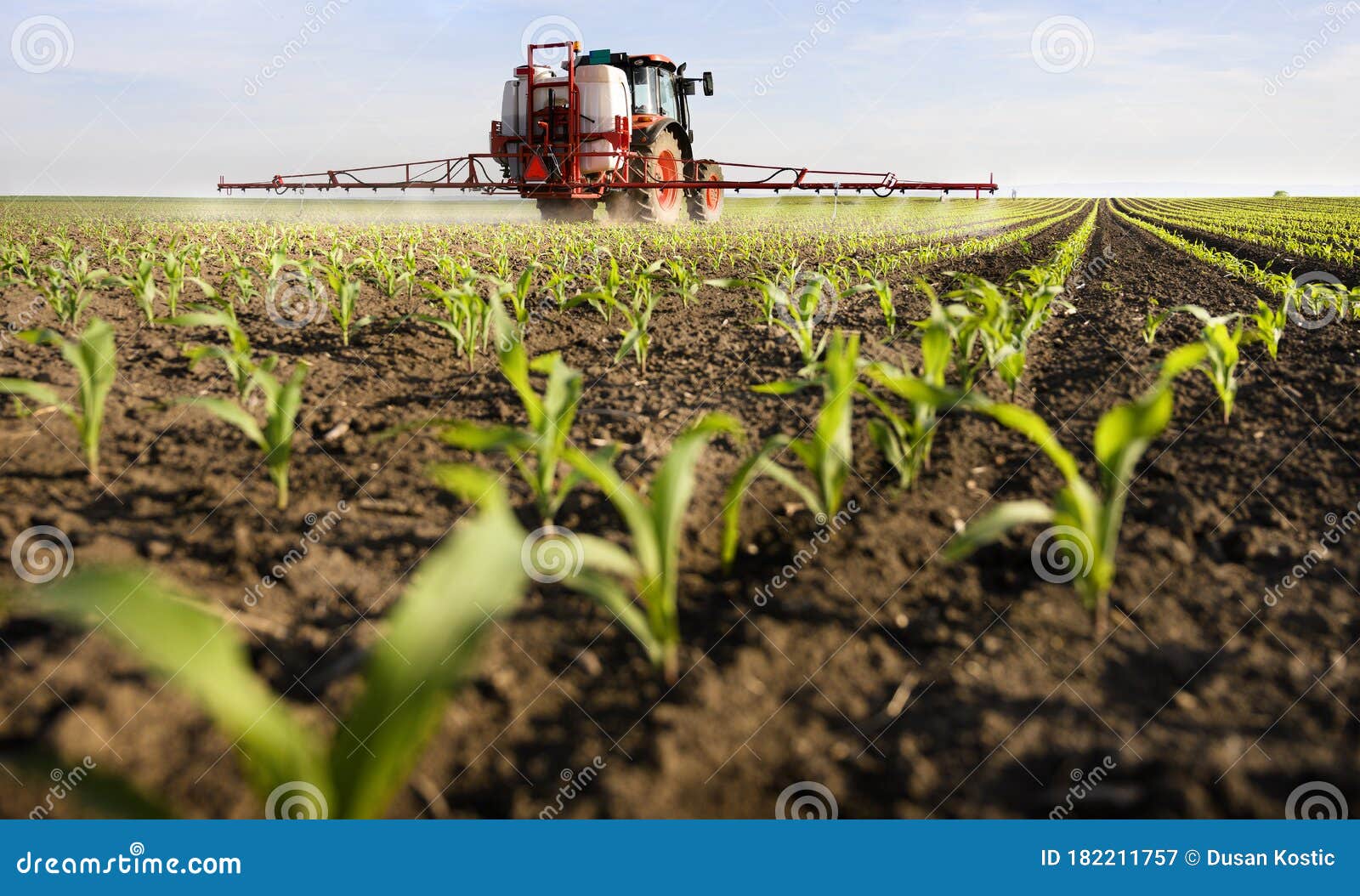 Tractor Spraying Corn Field Stock Image - Image of driving, monoculture ...