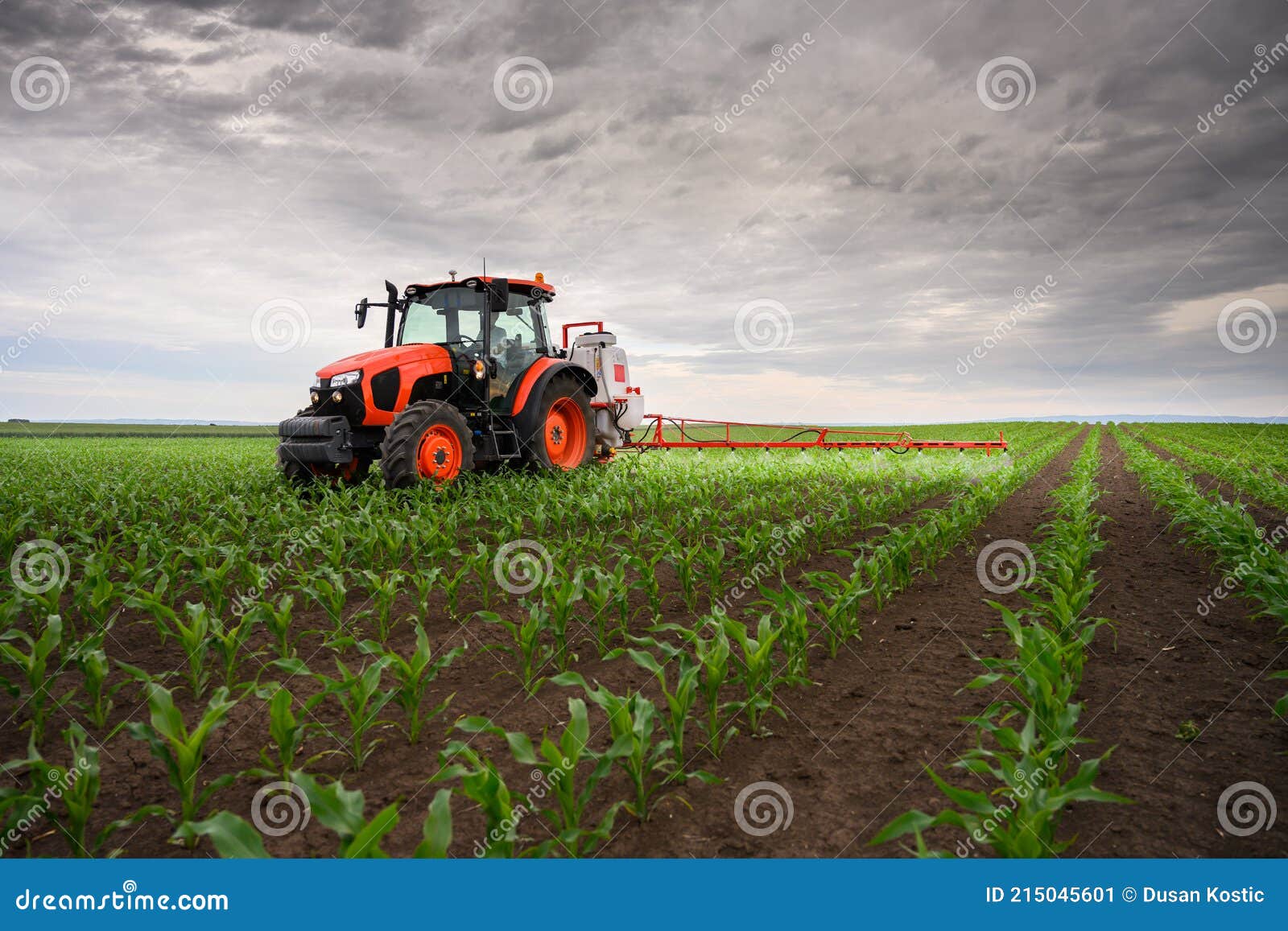 Tractor Spraying Corn Field Stock Image - Image of farmland ...