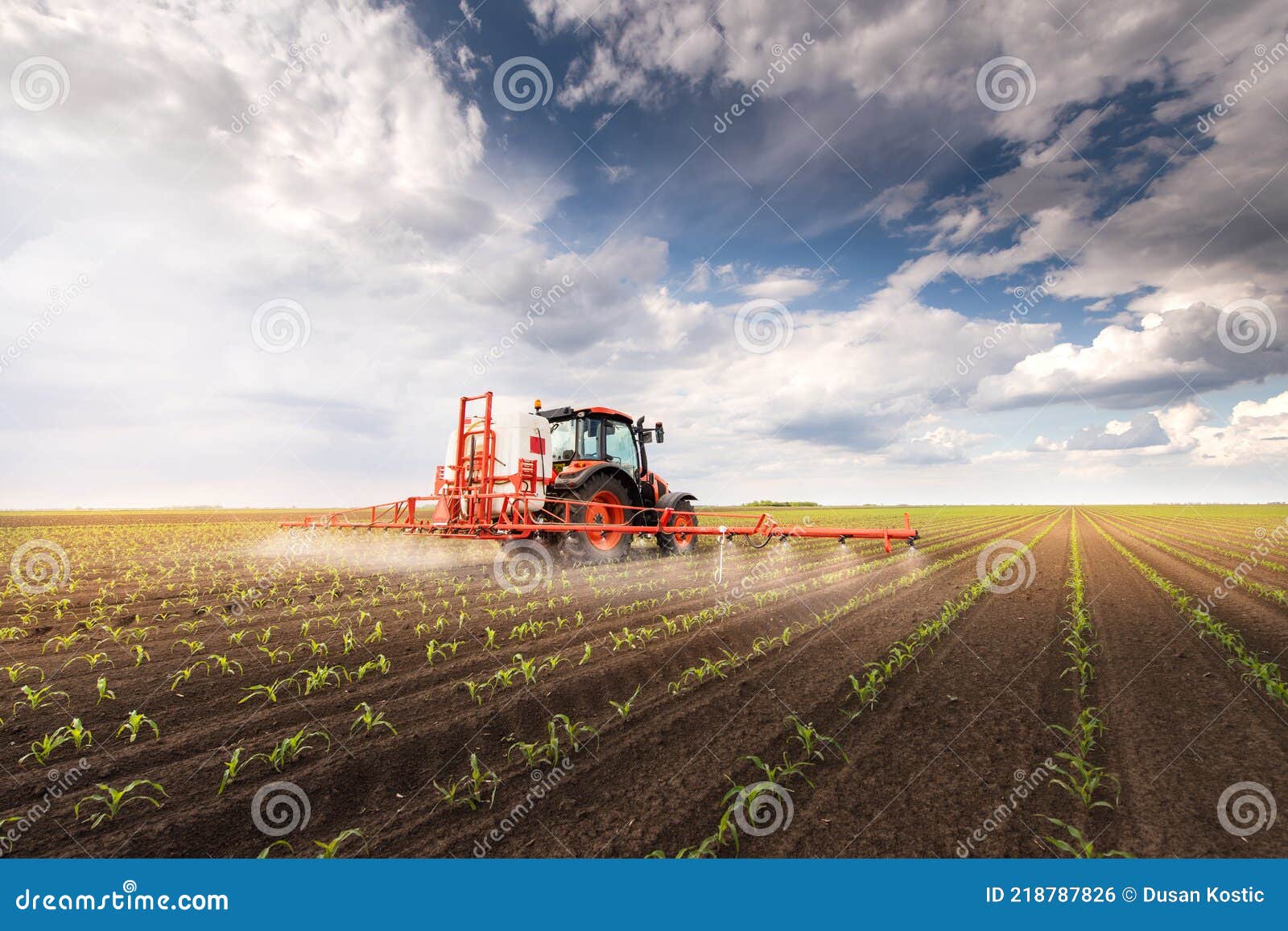 Tractor Spraying Corn Field Stock Photo - Image of cultivate, farmer ...