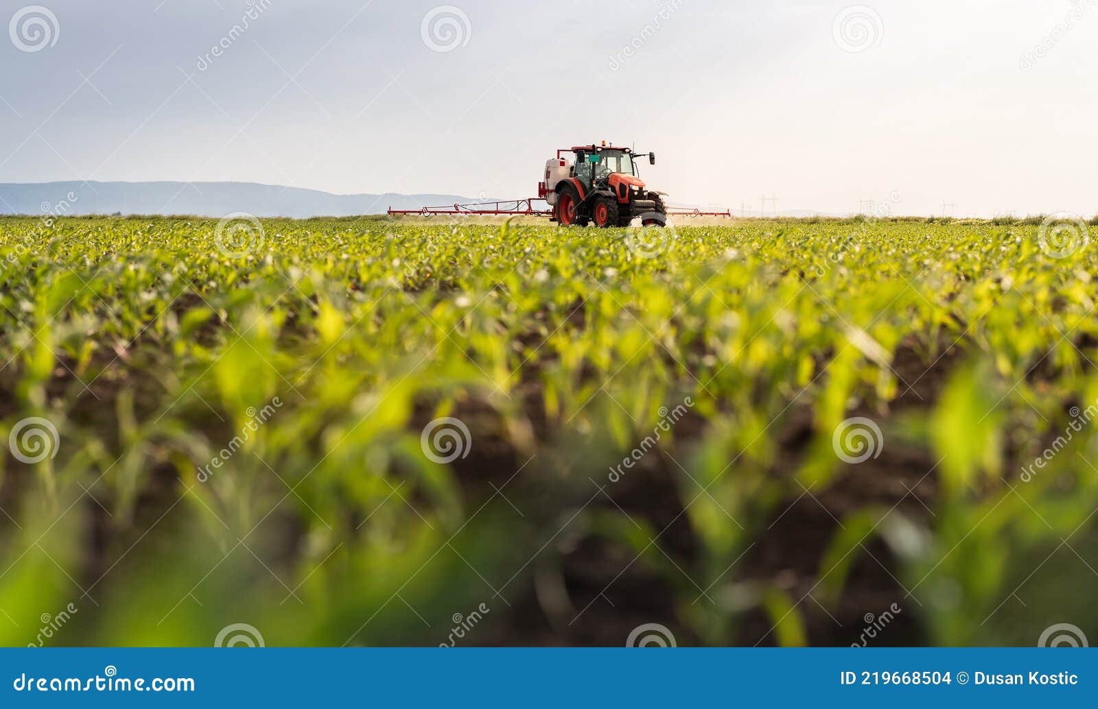 Tractor Spraying Corn Field Stock Photo - Image of machinery, machine ...