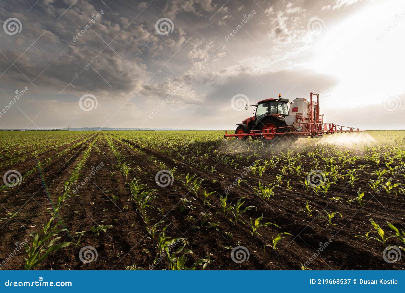 Tractor Spraying Corn Field Stock Image - Image of cultivate, field ...