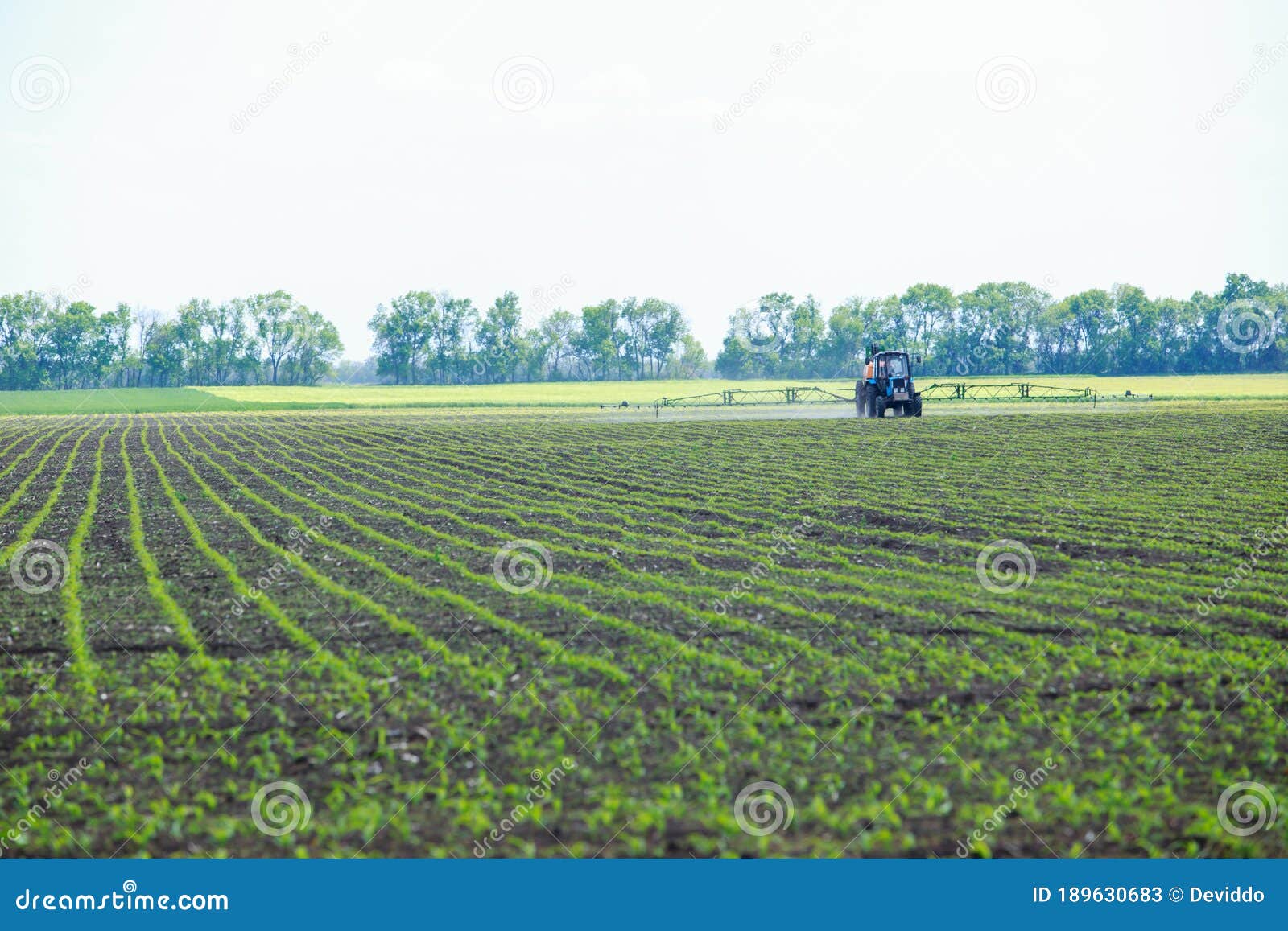 Tractor Spraying a Corn Field Stock Image - Image of equipment ...