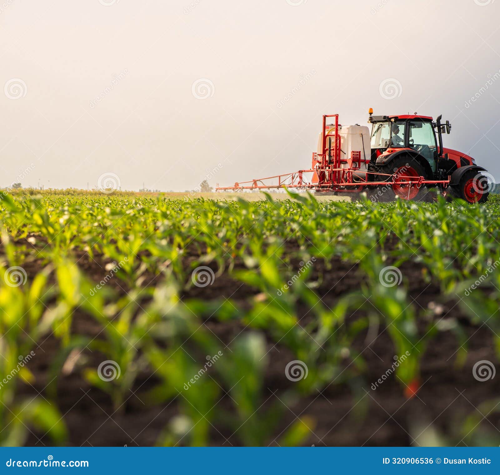 Tractor Spraying Corn Field in Sunset Stock Photo - Image of field ...