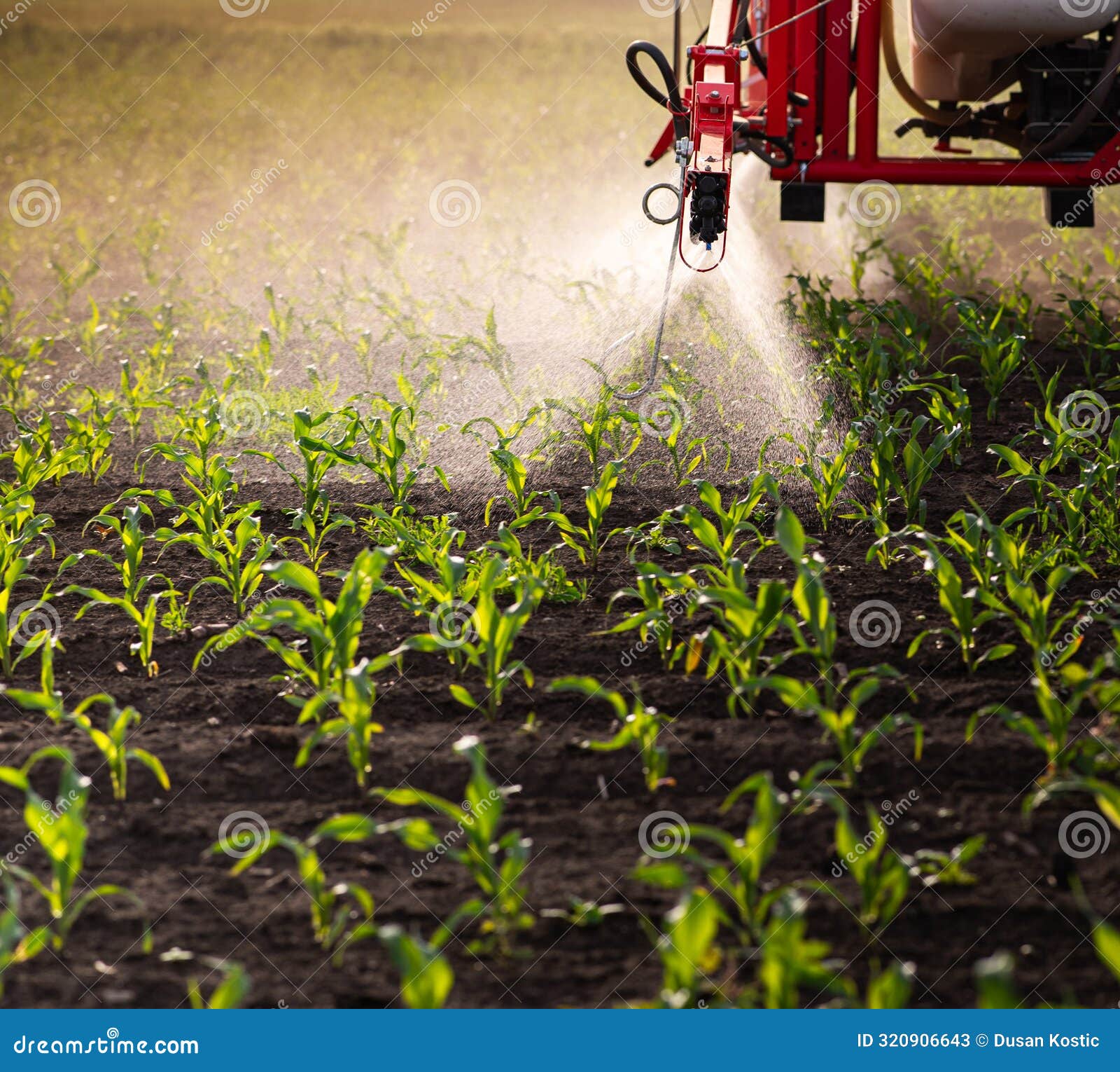 Tractor Spraying Corn Field in Sunset Stock Image - Image of pesticide ...
