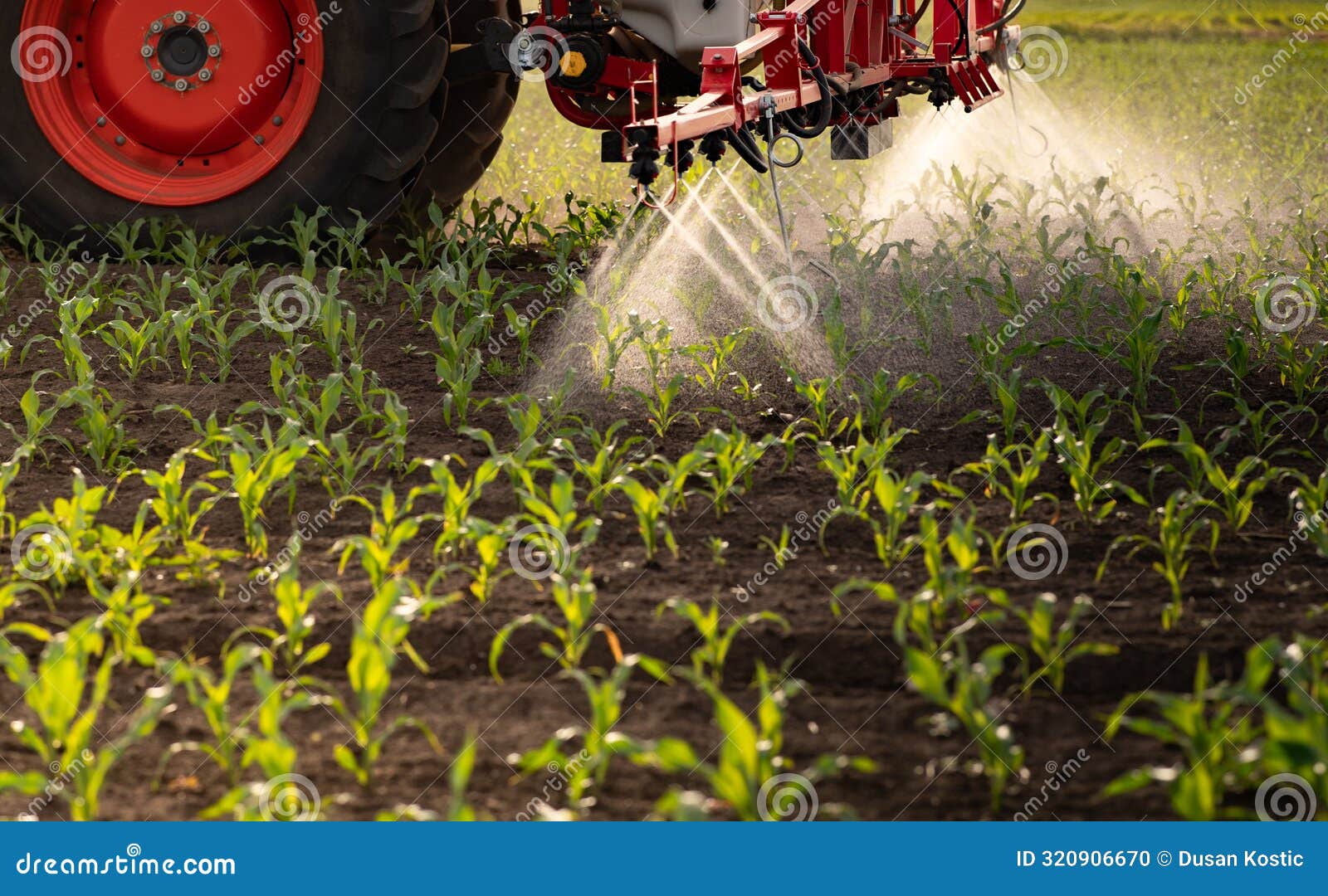 Tractor Spraying Corn Field in Sunset Stock Photo - Image of nature ...