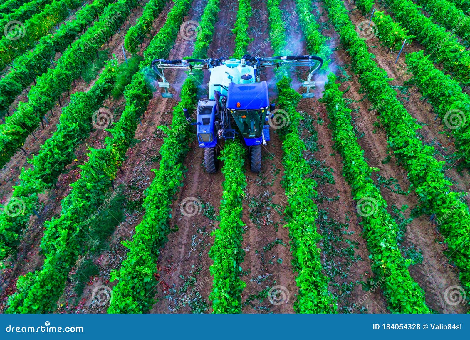 Tractor Spraying Vines Over Vineyard in Europe Stock Photo - Image of ...
