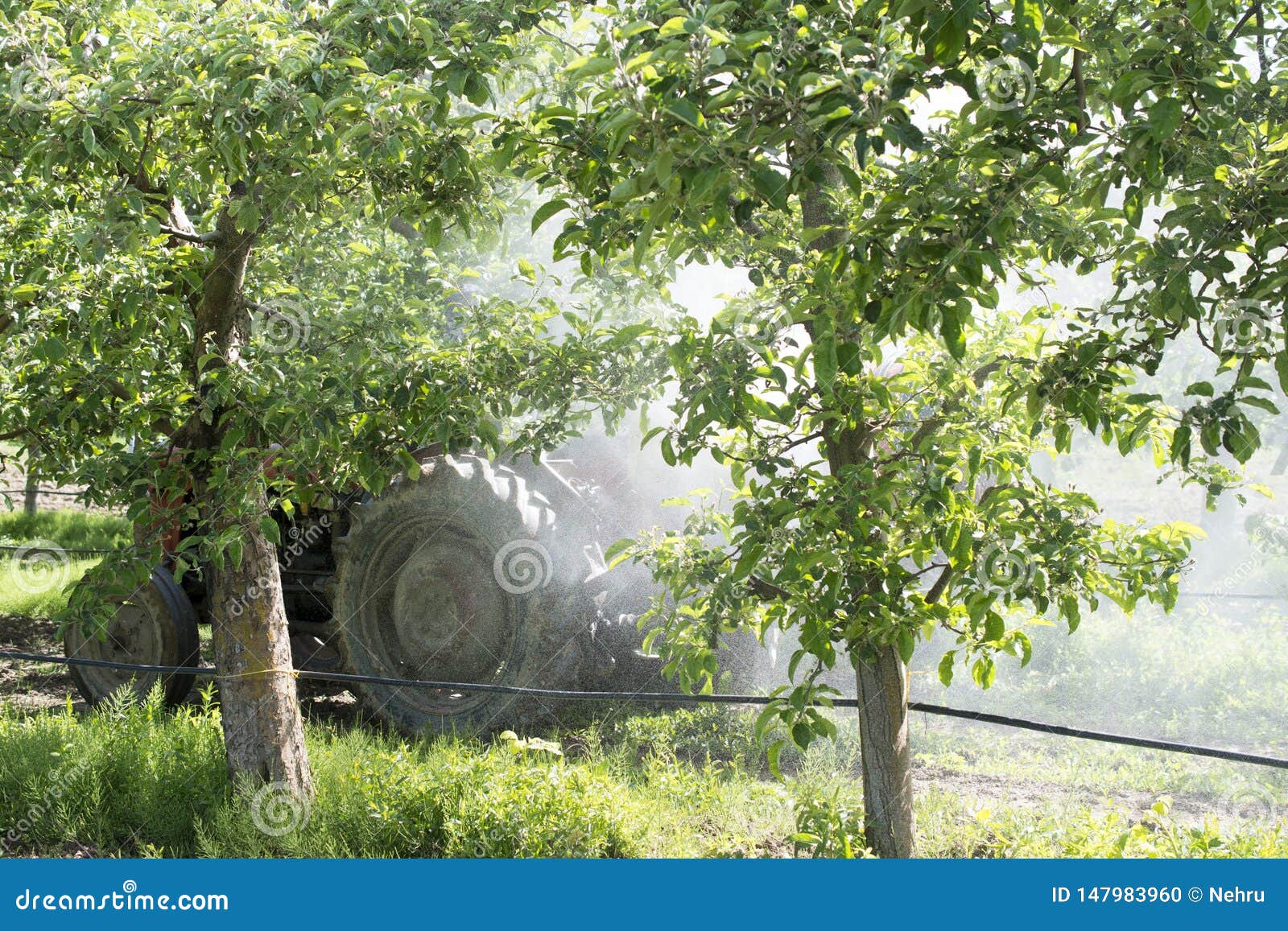 Tractor Sprays Insecticide in Apple Orchard Fields Stock Photo - Image ...