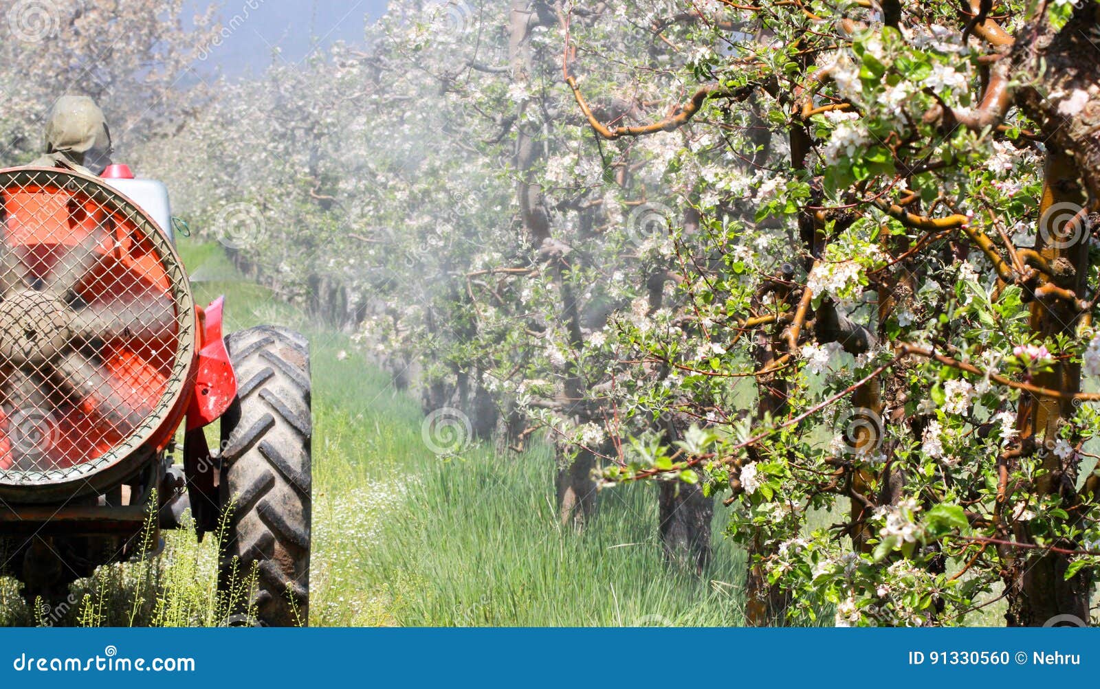 Tractor Sprays Insecticide in an Apple Orchard Stock Photo - Image of ...