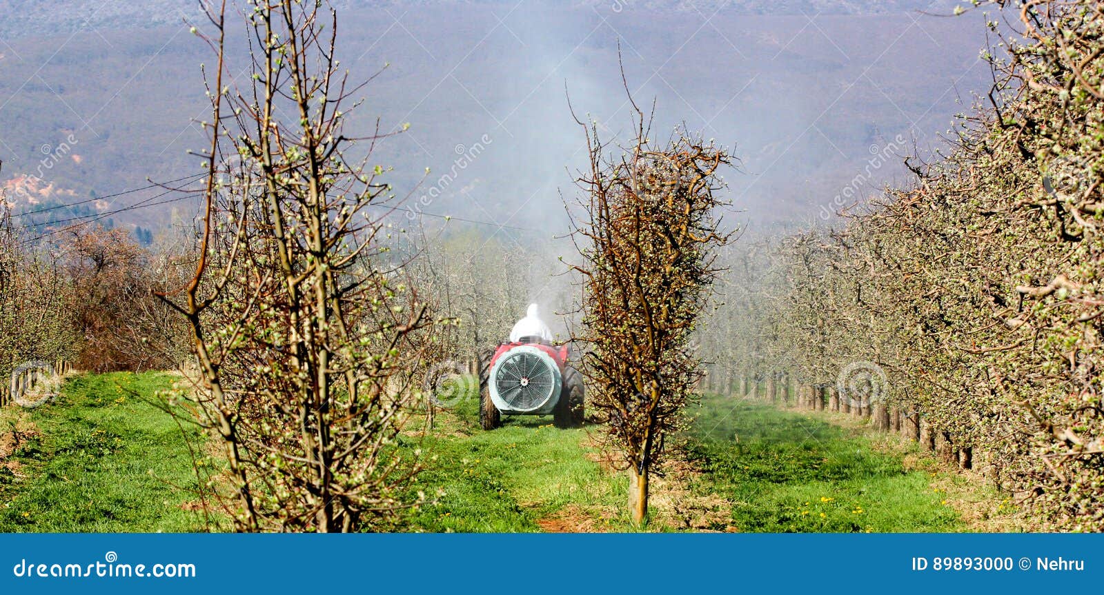 Tractor Sprays Insecticide in Apple Orchard Stock Photo - Image of crop ...