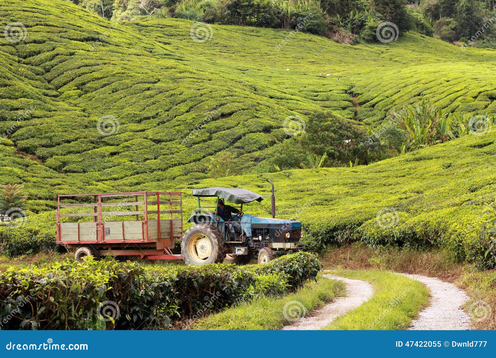 Tractor on tea plantation stock image. Image of organic - 47422055
