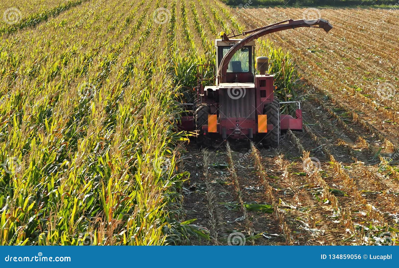 Tractor with Thresher Machine in a Middle of a Maize Field, Half ...
