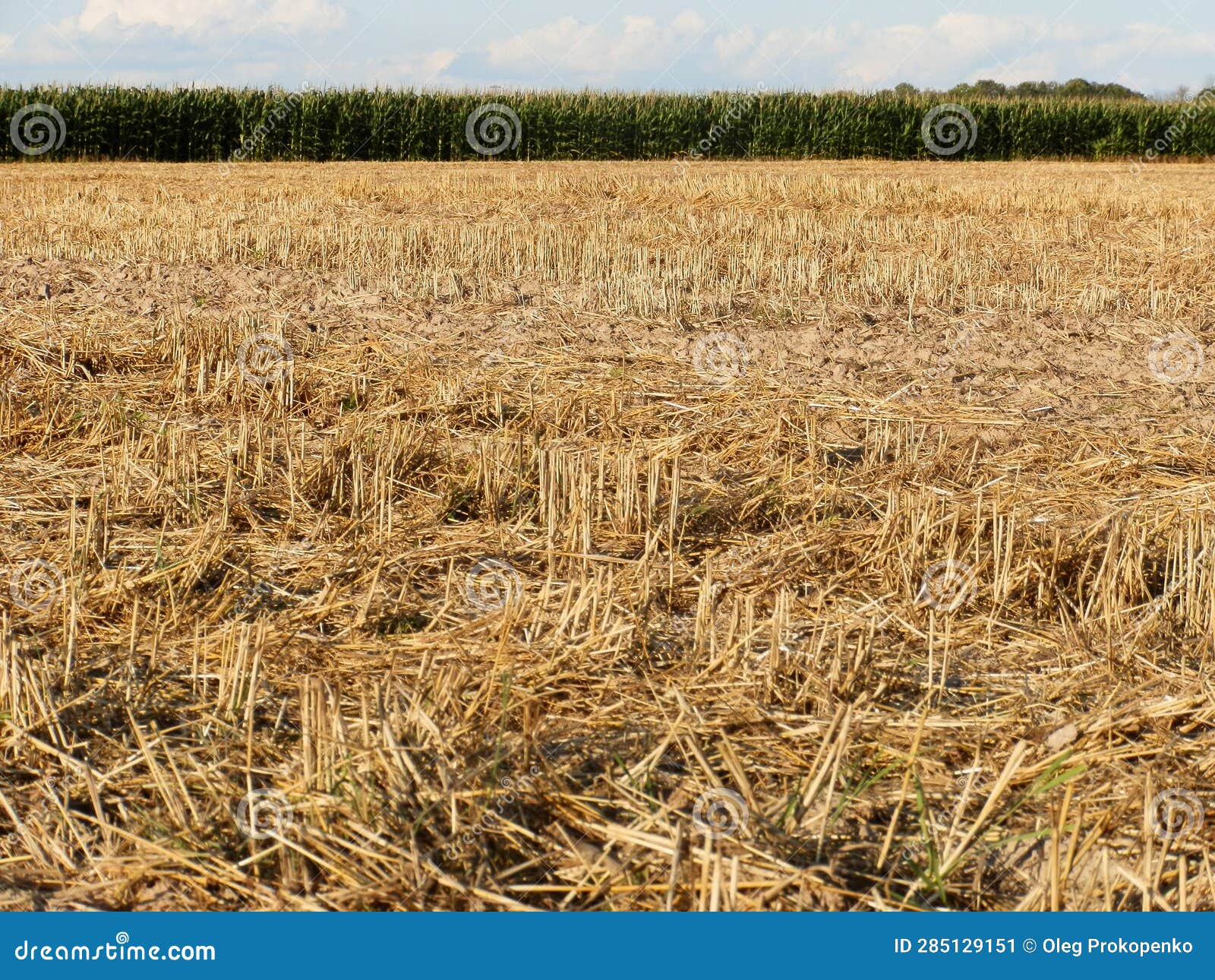 Tractor Tilled Wheat the Field Stock Image - Image of grass, engine ...