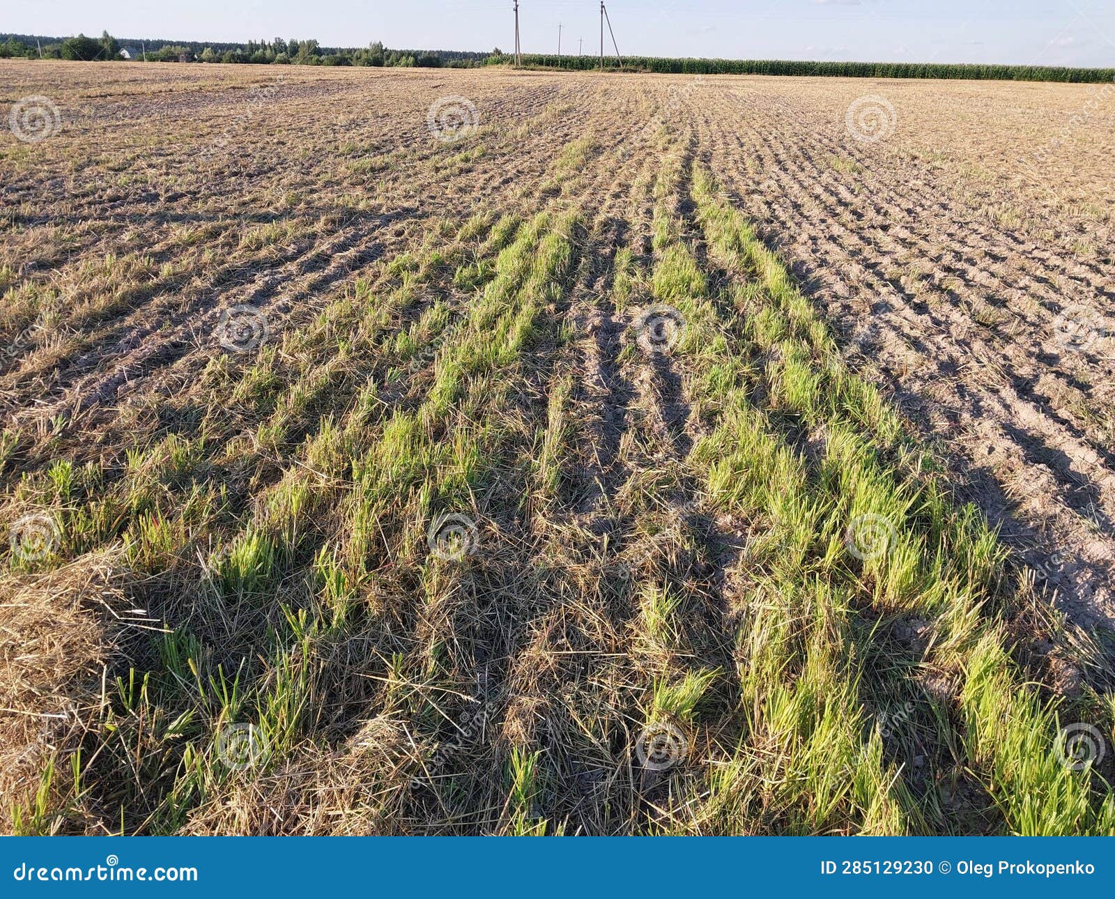 Tractor Tilled Wheat the Field Stock Photo - Image of work, rural ...