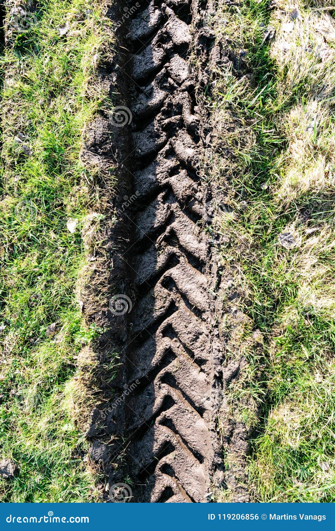 Tractor Tire Tracks in Green Grass Stock Photo - Image of nature ...